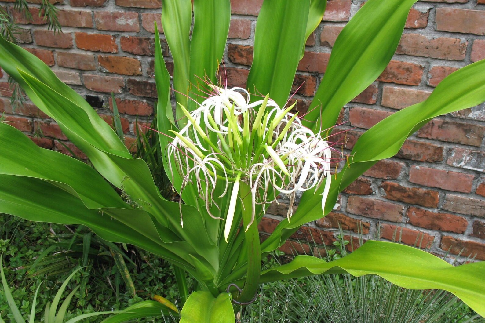 Queen Emma Plant, Crinum Queen Emma Plant, Crinum Augustum, Lily ...