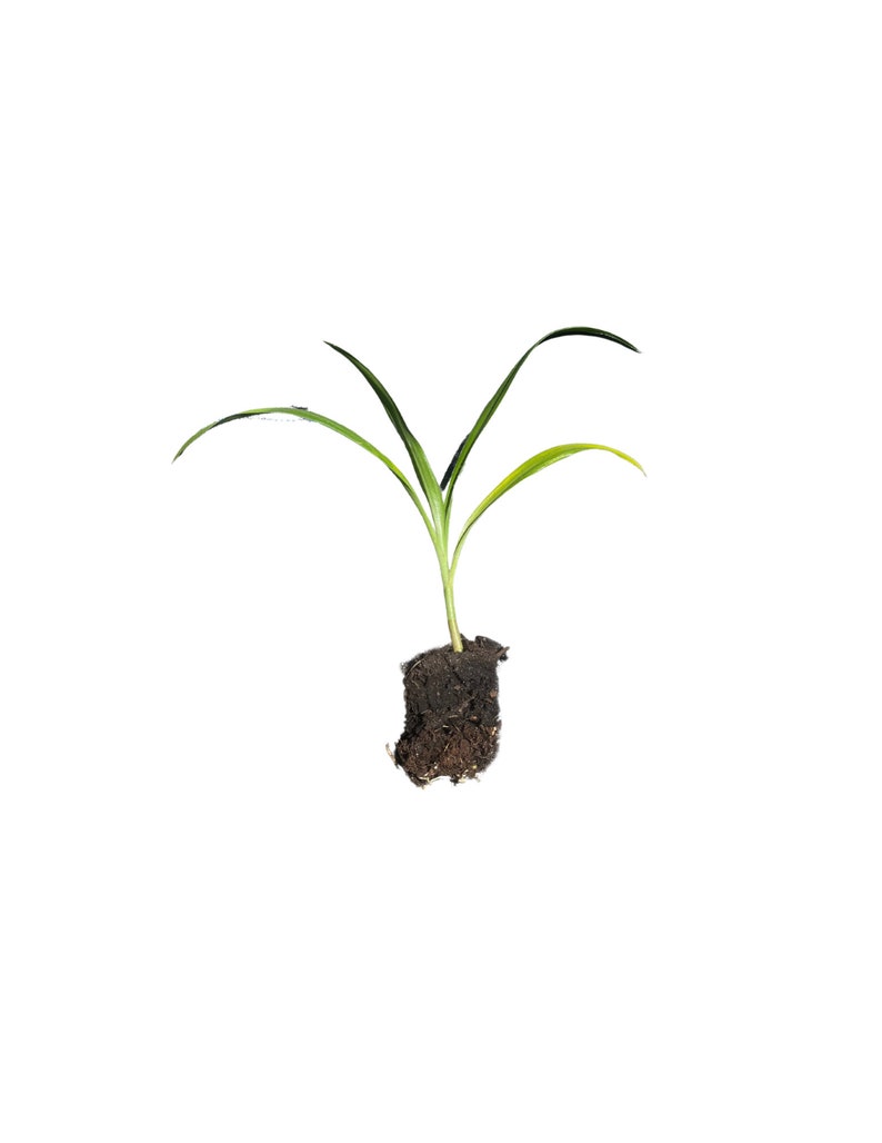 Queen Emma Plant, Crinum Queen Emma Plant, Crinum Augustum, Lily ...