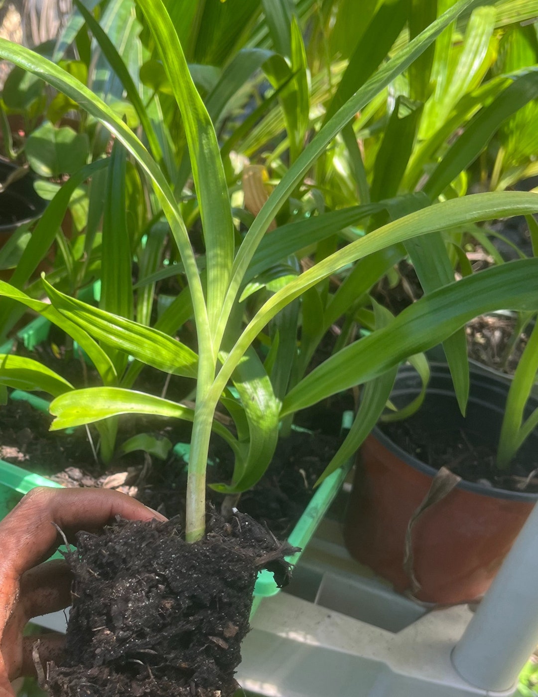 Queen Emma Plant, Crinum Queen Emma Plant, Crinum Augustum, Lily ...