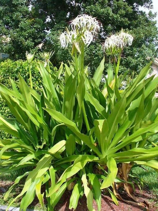 Queen Emma Plant, Crinum Queen Emma Plant, Crinum Augustum, Lily ...