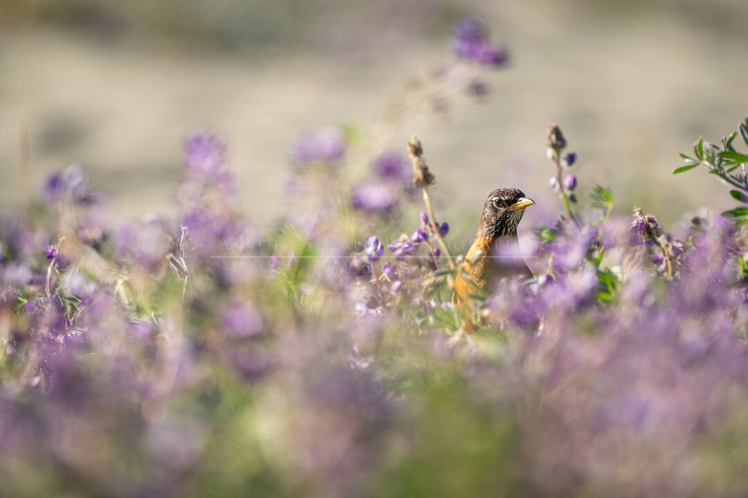 Robin in Dwarf Lupines, Wild Photography, Canada - Etsy