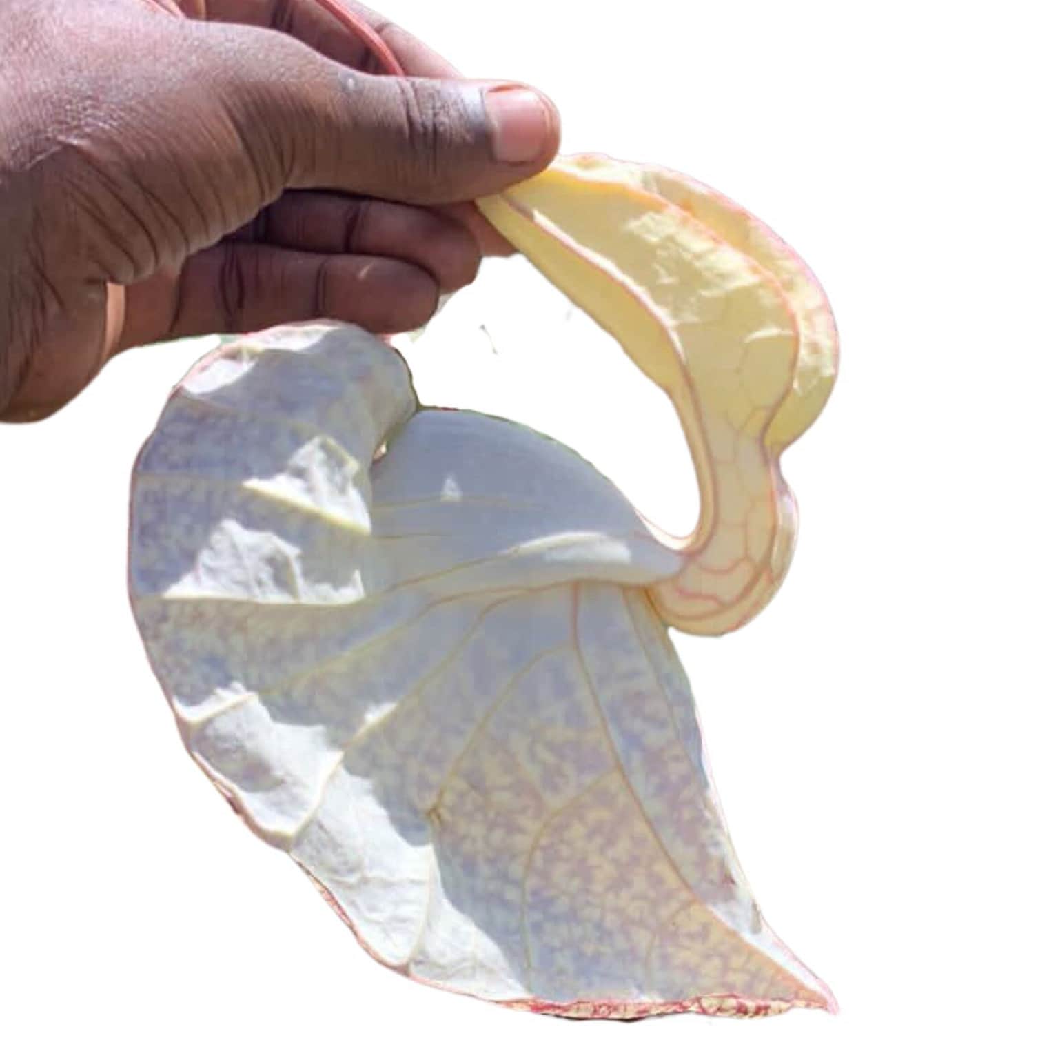 JAMAICAN DUCK FLOWERS 2 Whole Dried Flowers Natural Cleanse Dr. Sebi ...