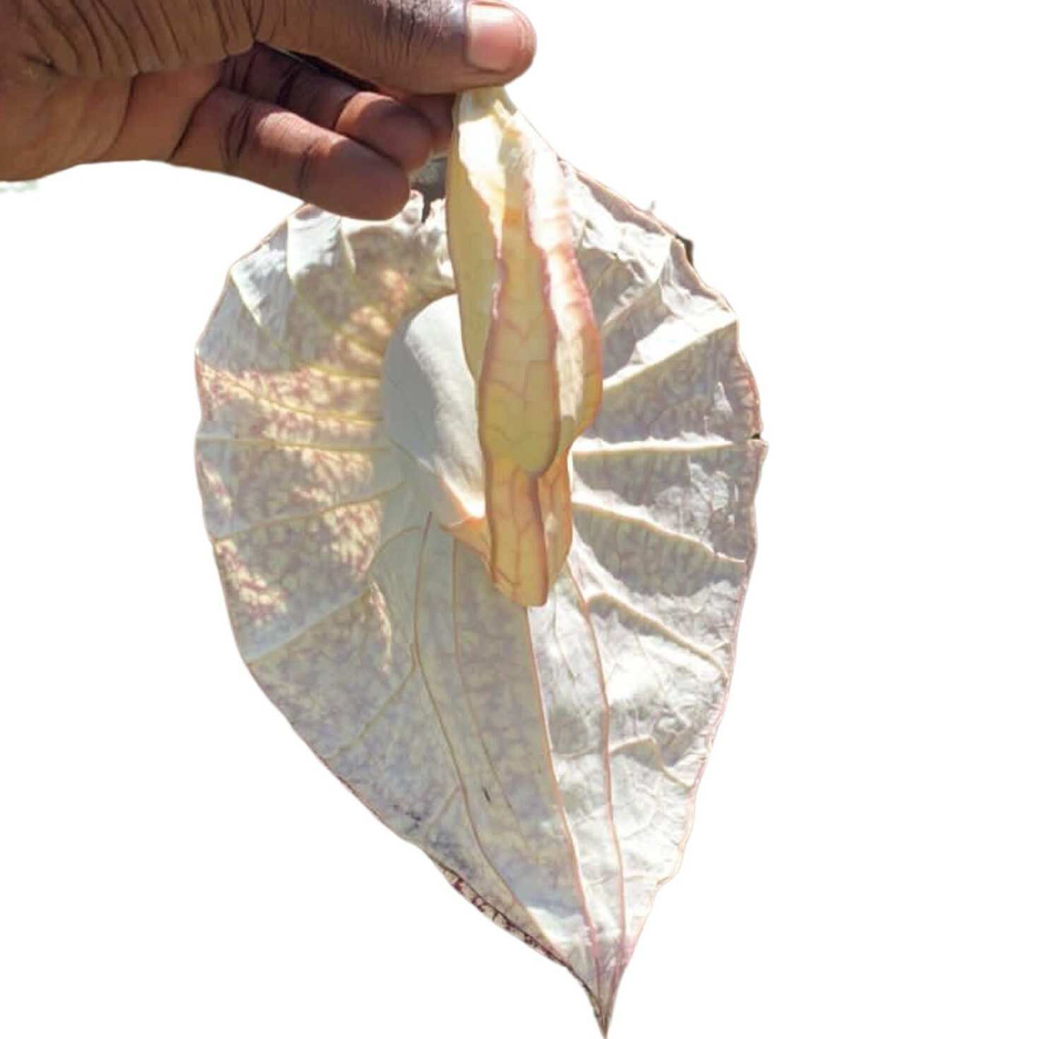 JAMAICAN DUCK FLOWERS 2 Whole Dried Flowers Natural Cleanse Dr. Sebi ...