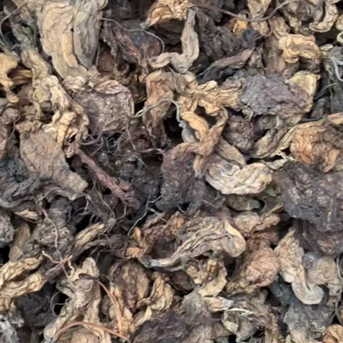 JAMAICAN DUCK FLOWERS 2 Whole Dried Flowers Natural Cleanse Dr. Sebi ...