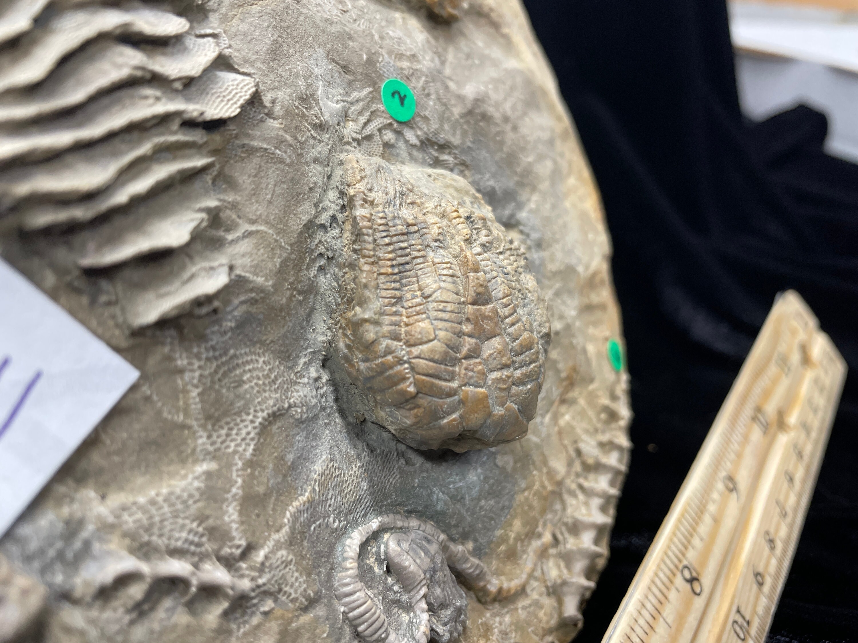 Shredded Delicacy Fossil Crinoid Plate, Franklin, AL - Etsy