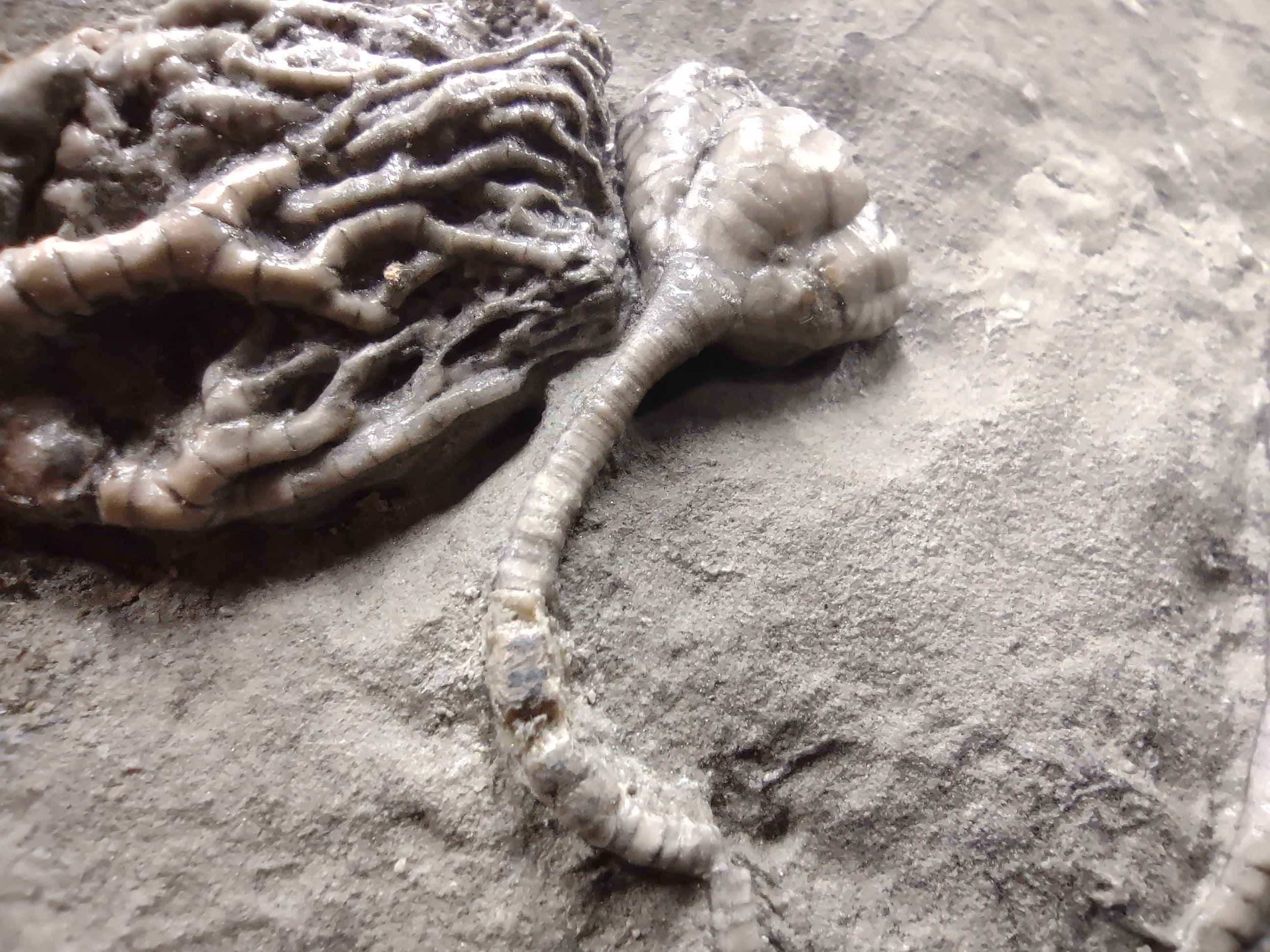 Perfectly Placed Fossil Crinoids Crawfordsville IN - Etsy