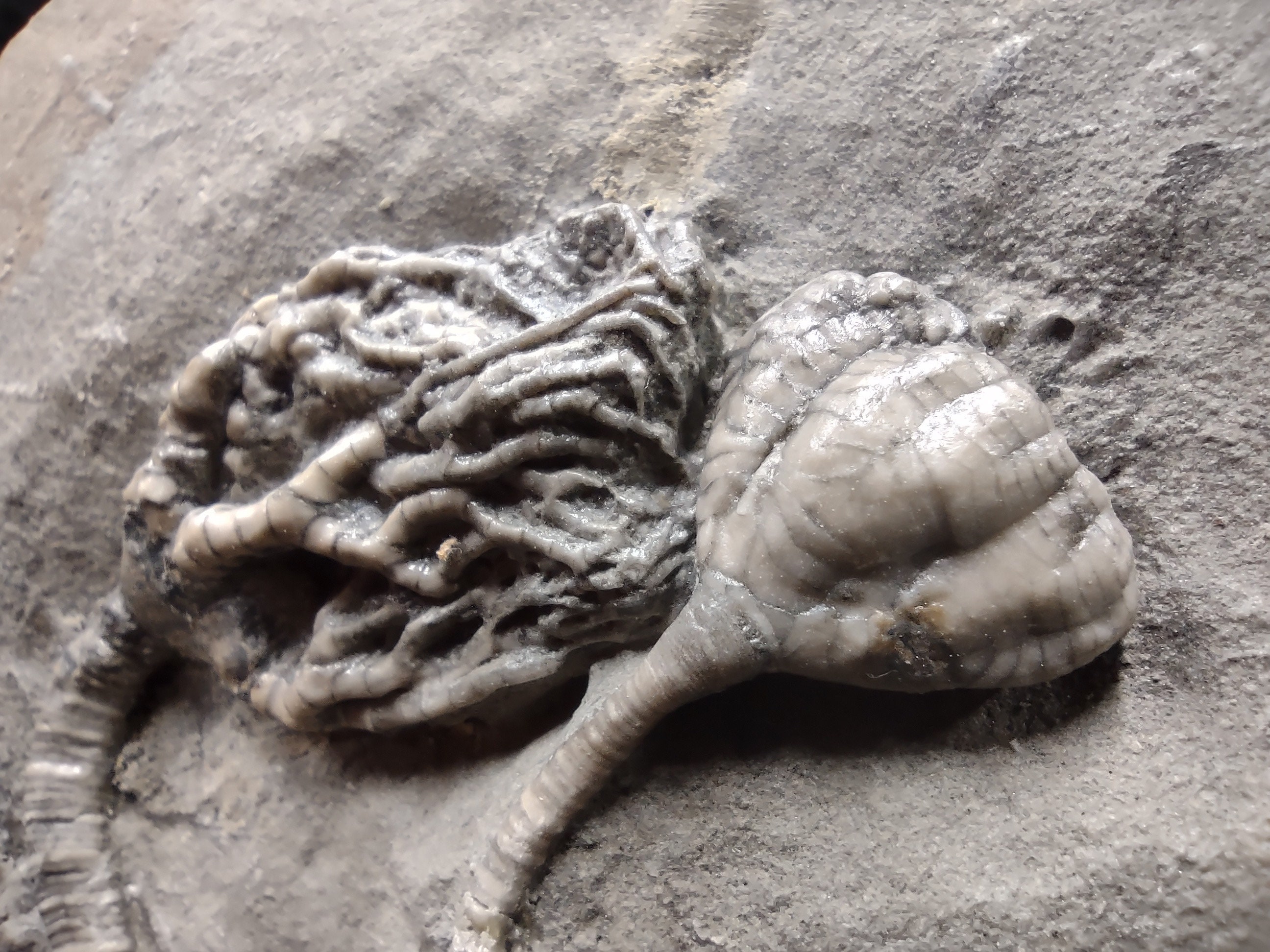 Perfectly Placed Fossil Crinoids Crawfordsville IN - Etsy