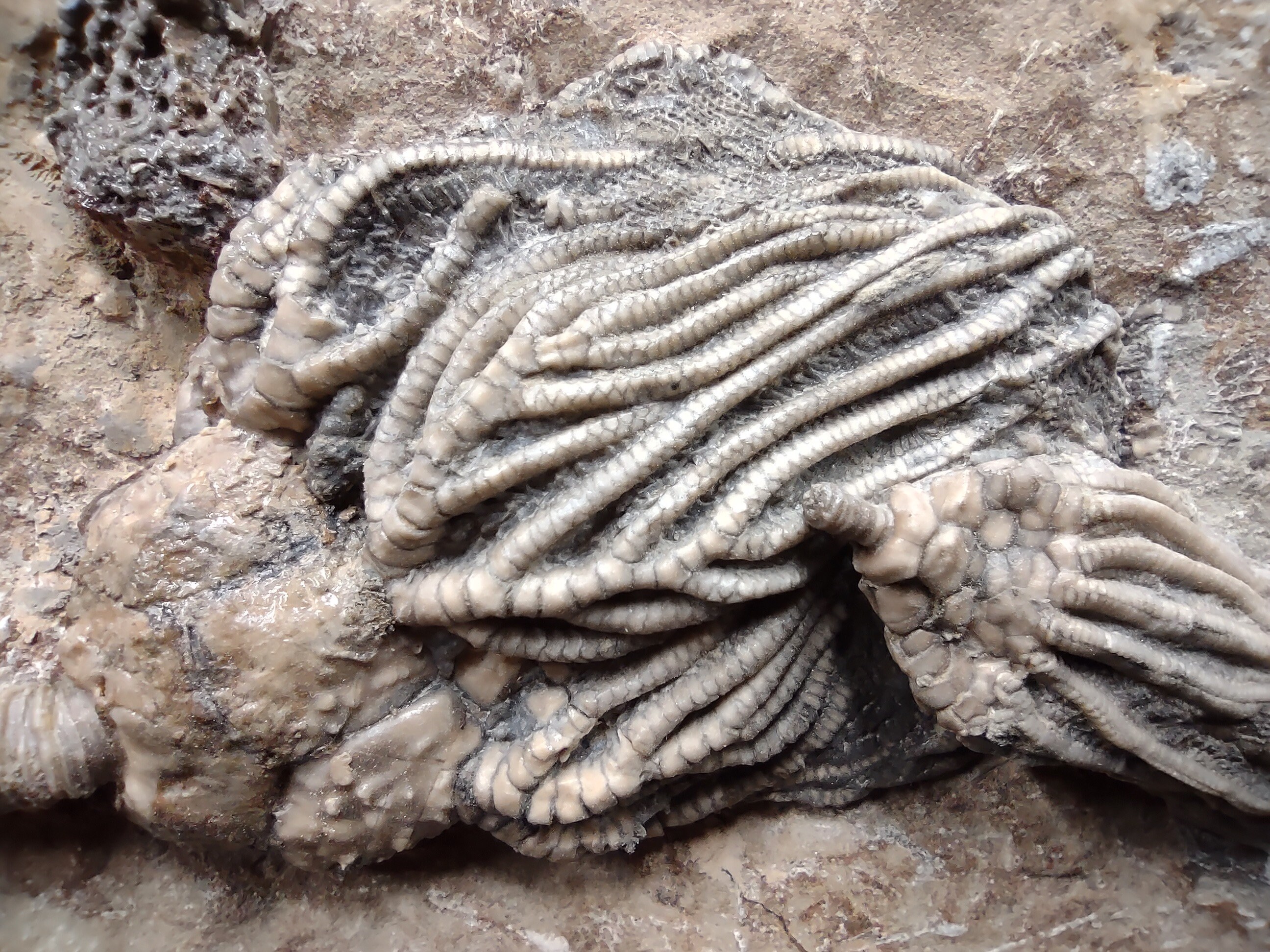 Sick Fossil Crinoid Plate, Crawfordsville, IN - Etsy