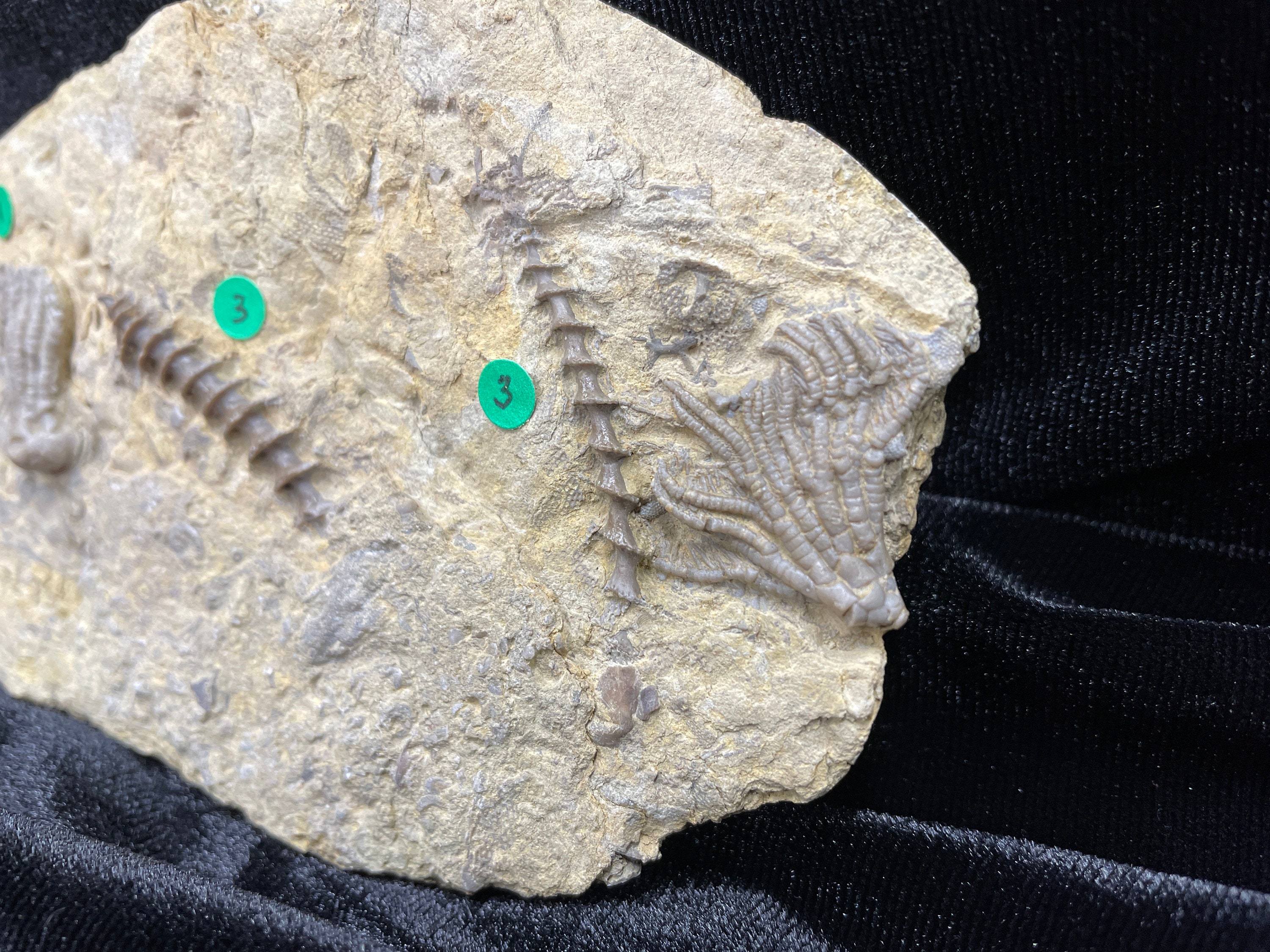 Two Fossil Crinoids Two Archimedes Sp. Franklin Co. AL - Etsy