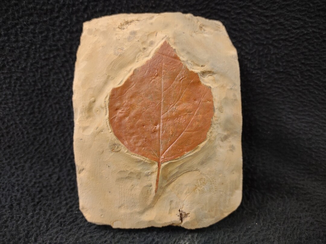 Another Tale of Leaf Fossils, Fort Union Formation, Glendive, MT - Etsy