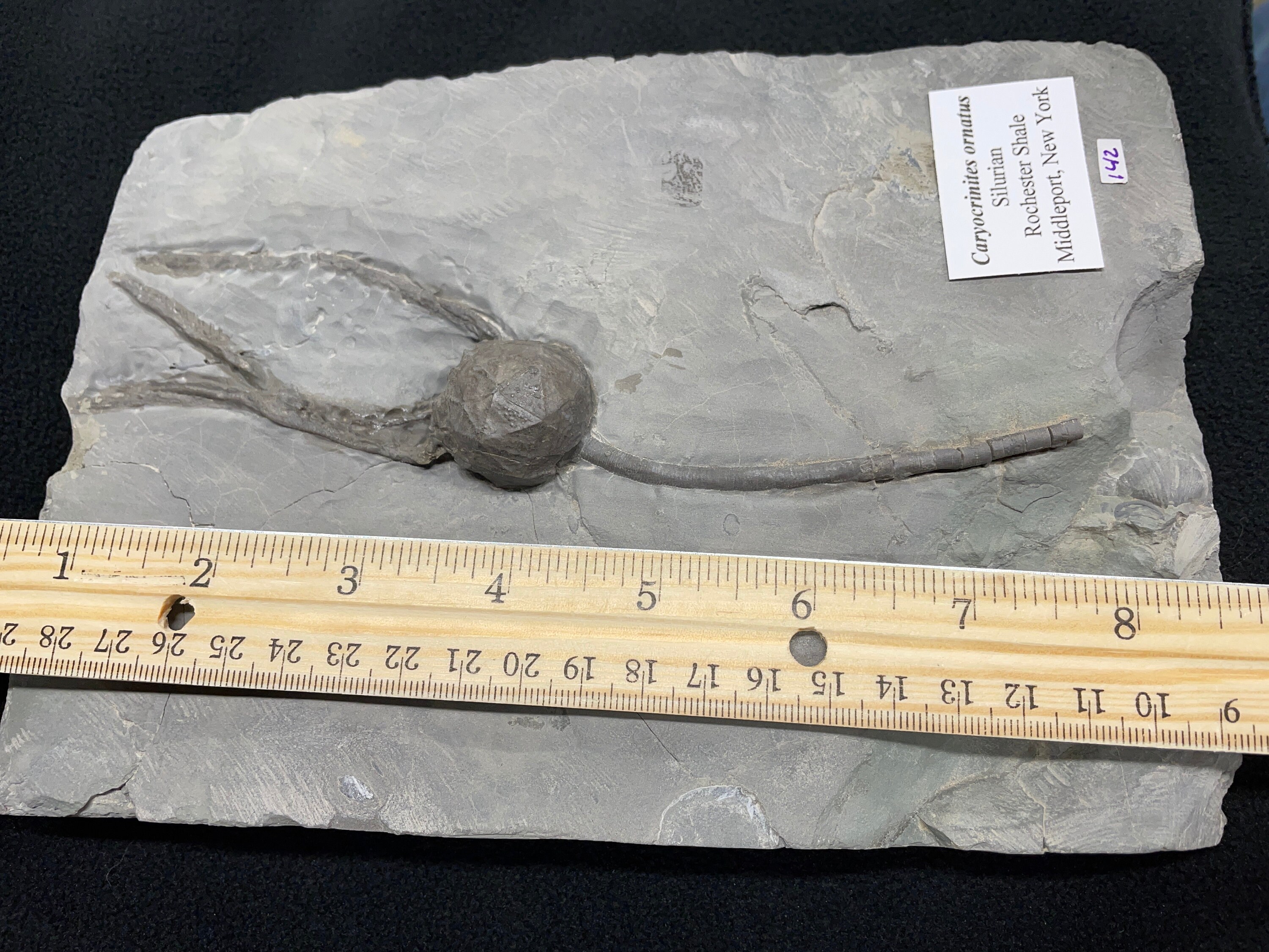 He-uge Fossil Cystoid Animal and Relative to Crinoid - Etsy