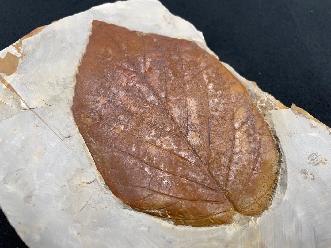 Magnificent Montana Leaf Fossil - Etsy