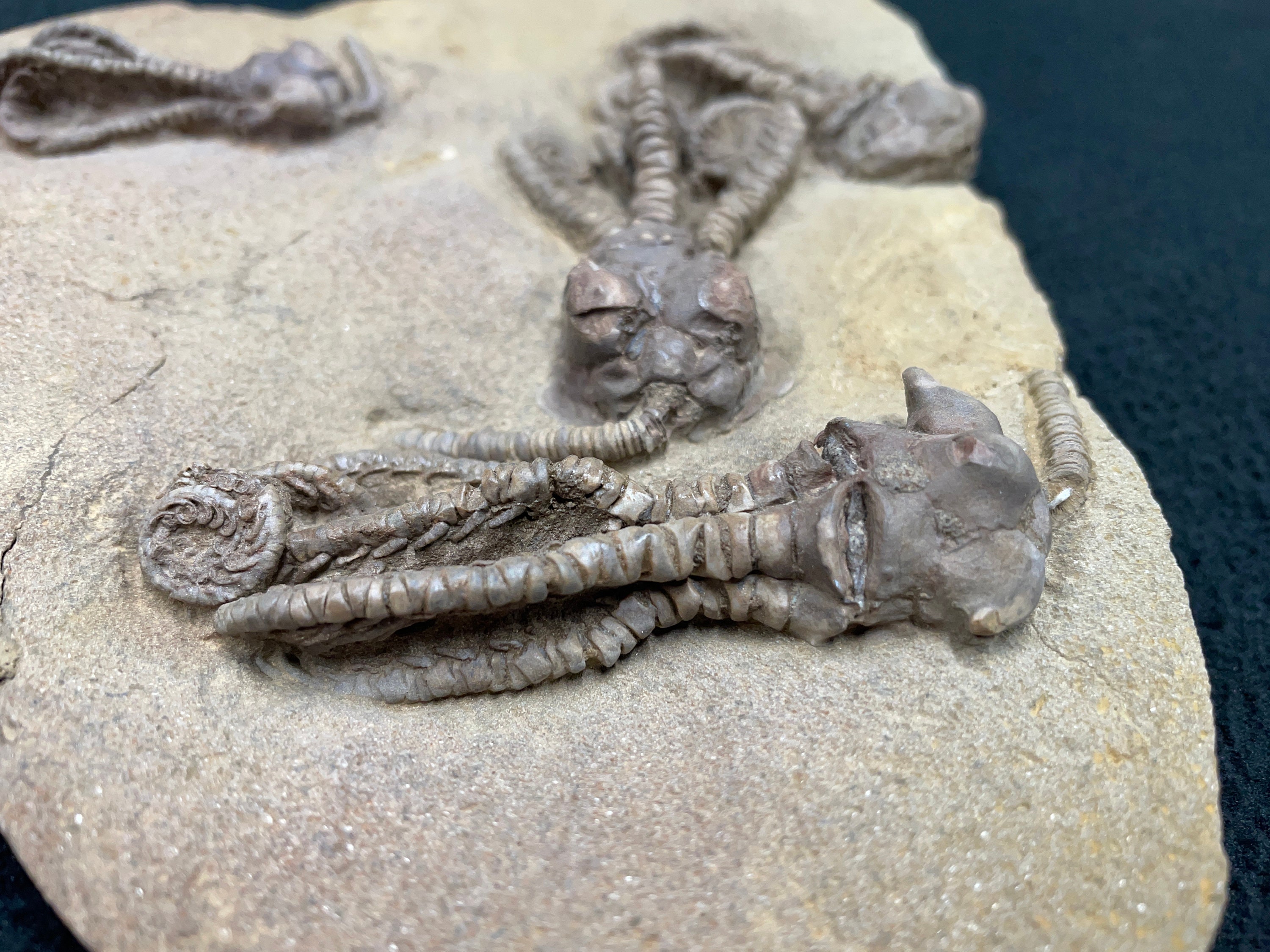 Super Fossil Crinoid Plate, Jimbacrinus Bostocki, Australia - Etsy