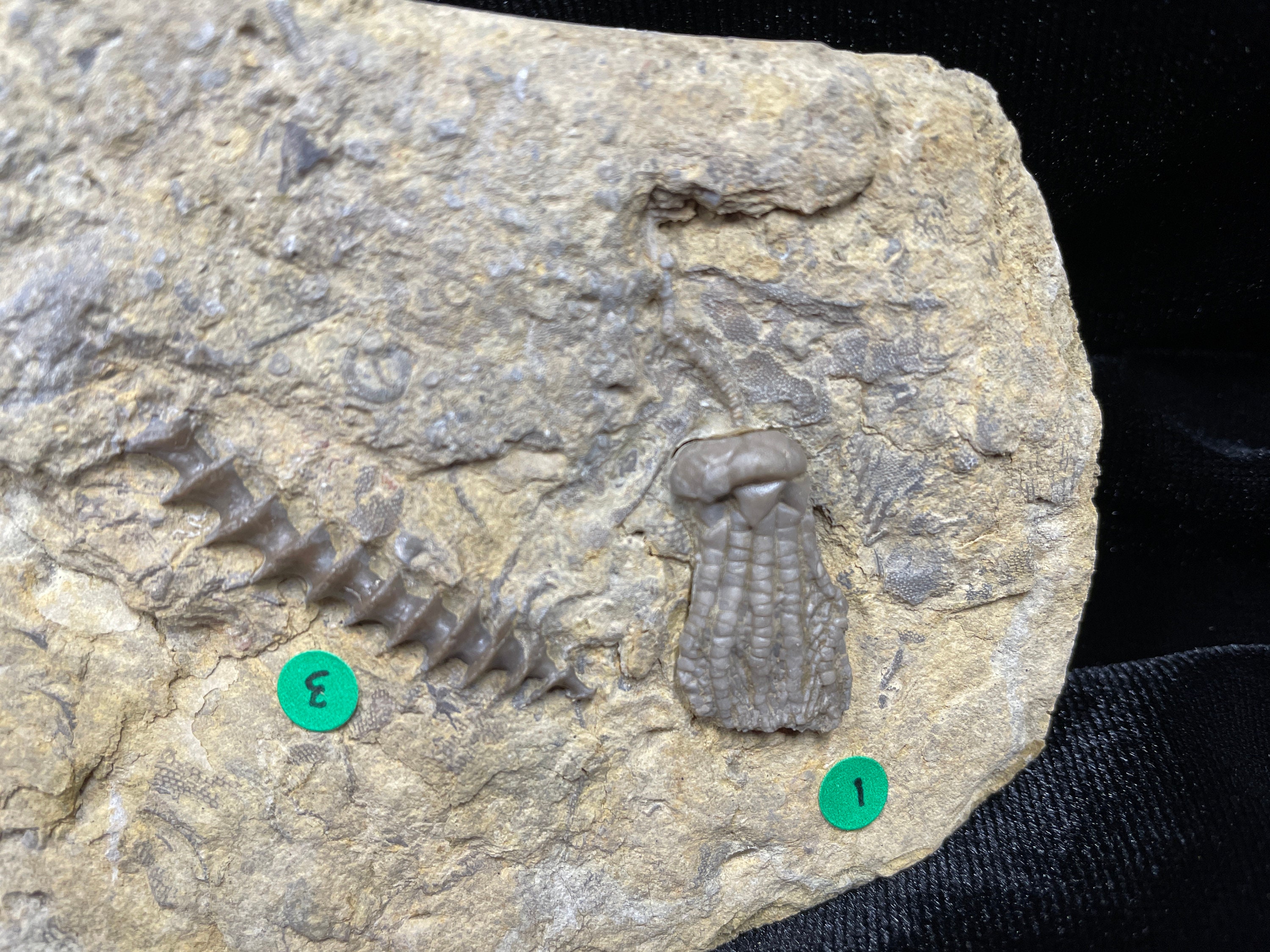 Two Fossil Crinoids Two Archimedes Sp. Franklin Co. AL - Etsy