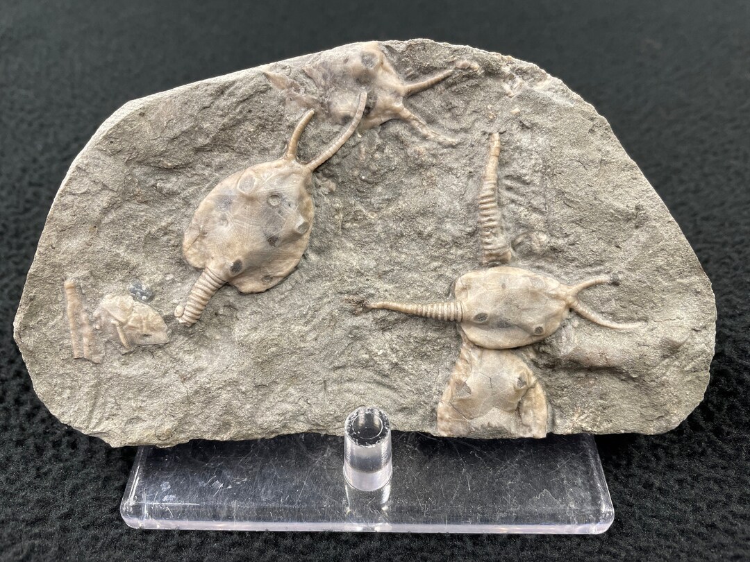 Frankenstein Fossil Cystoids: Pleurocystites Squamosus, Brechin ...