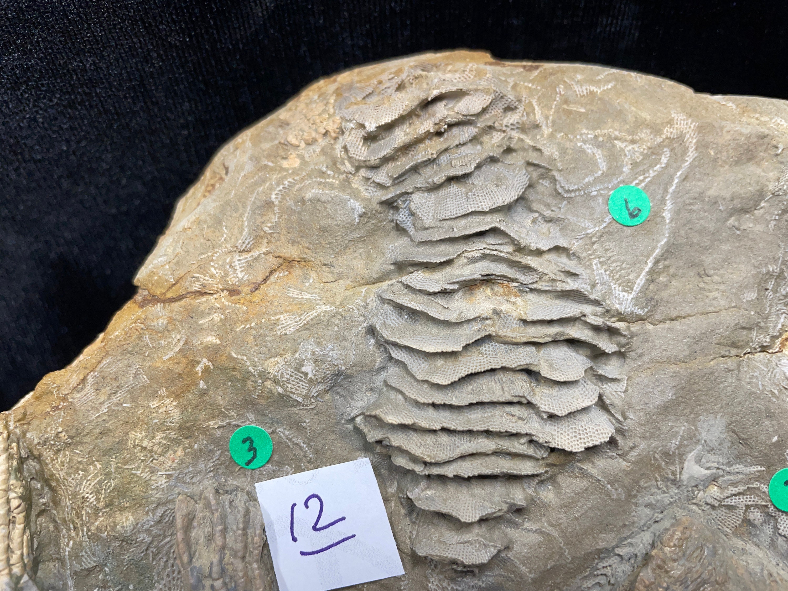 Shredded Delicacy Fossil Crinoid Plate, Franklin, AL - Etsy