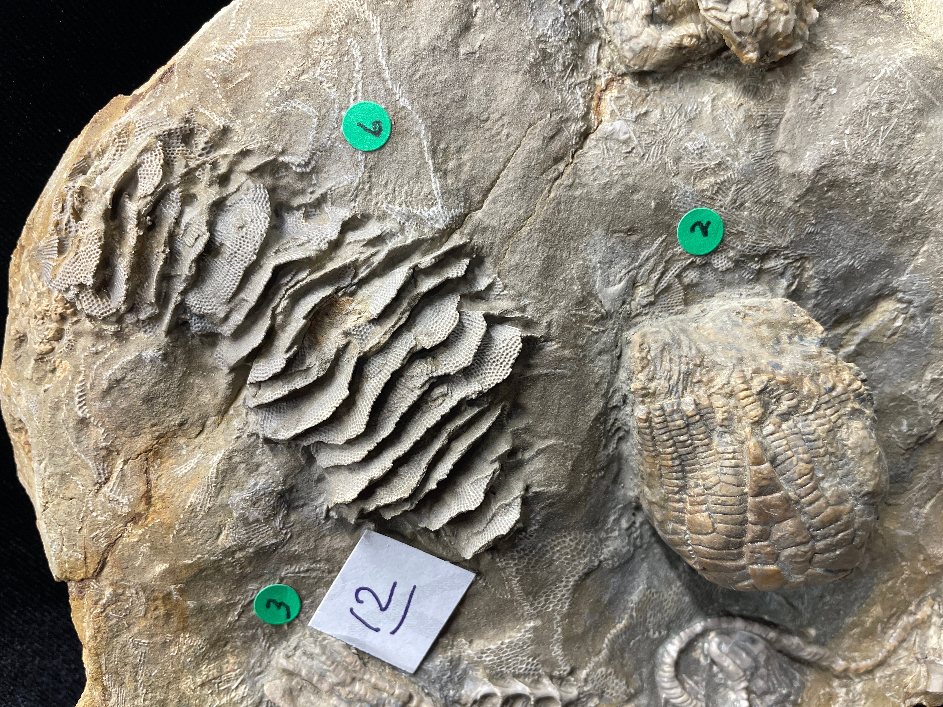 Shredded Delicacy Fossil Crinoid Plate, Franklin, AL - Etsy