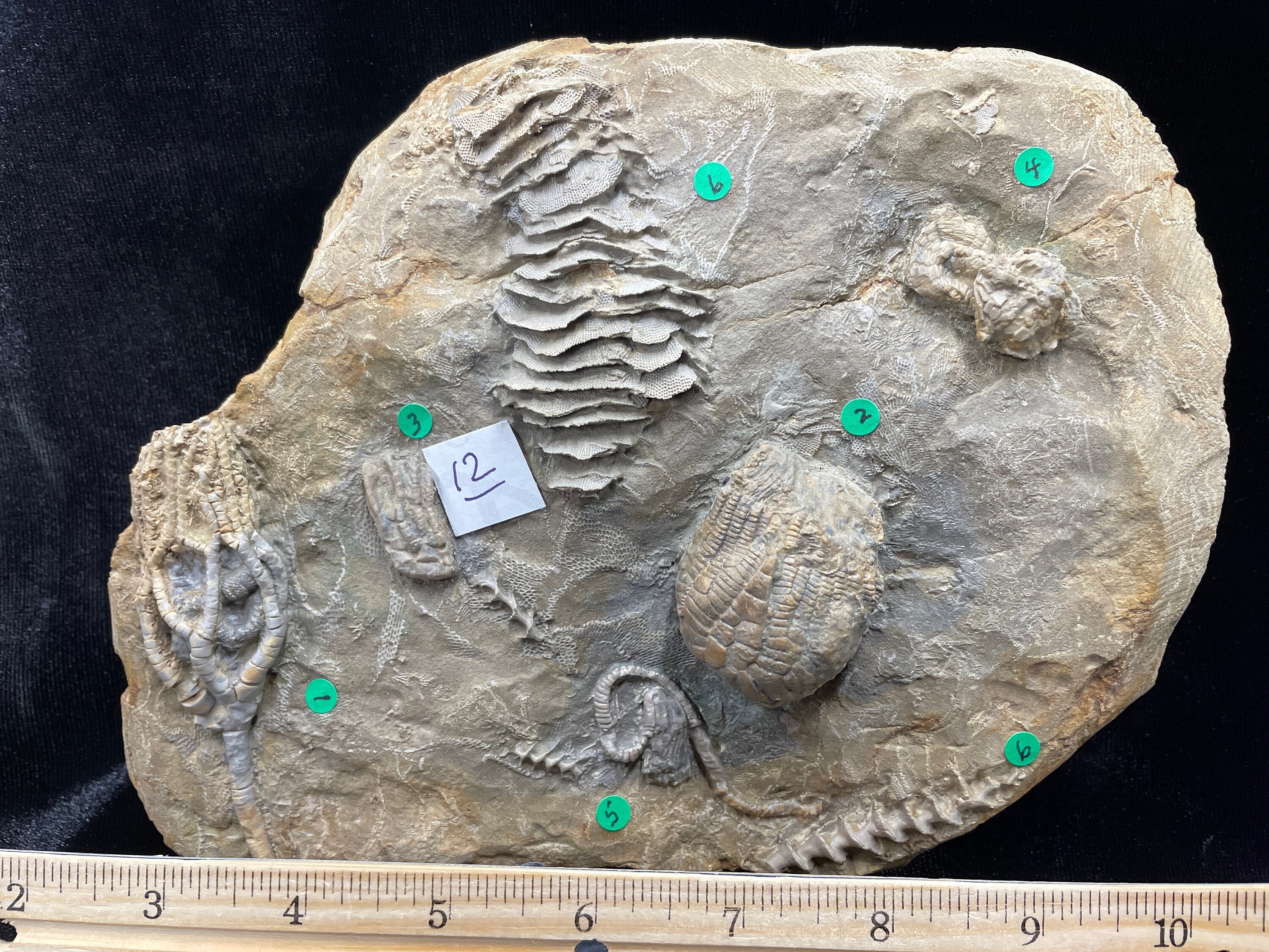 Shredded Delicacy Fossil Crinoid Plate, Franklin, AL - Etsy