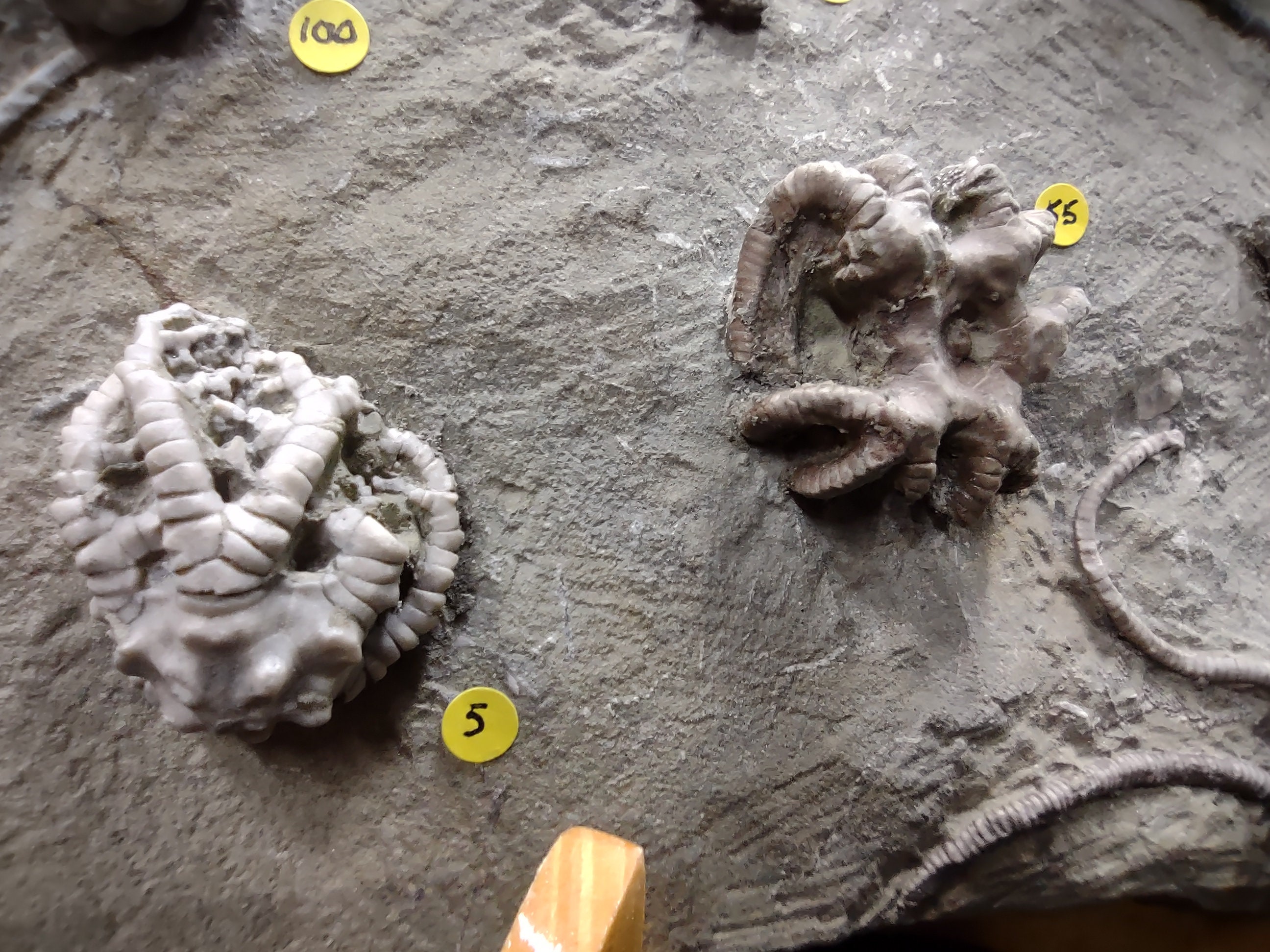 Story-telling Fossil Crinoid Plate, Crawfordsville, IN - Etsy