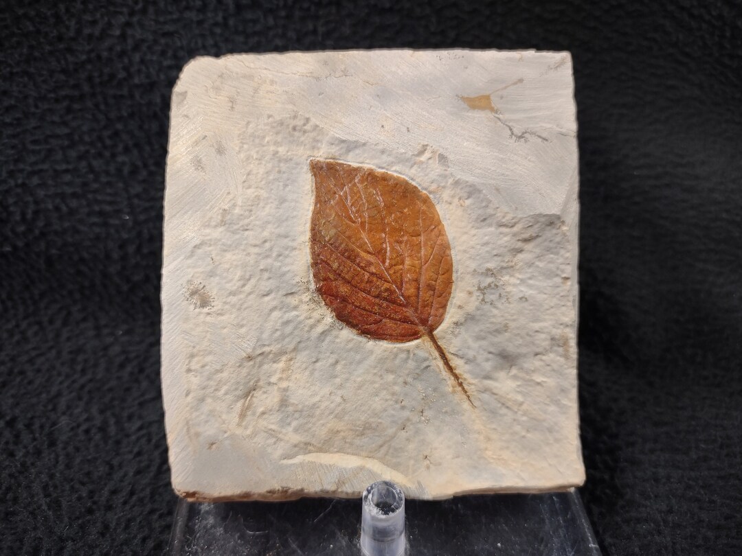 Gem Leaf Fossil, Fort Union Formation, Glendive, MT - Etsy