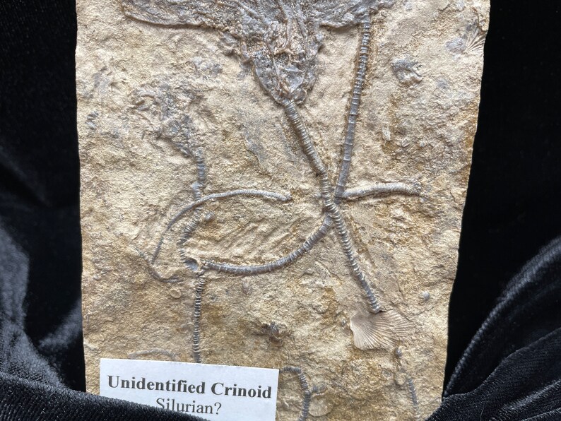 Motley-headed Fossil Crinoid, Pike Co., MO - Etsy