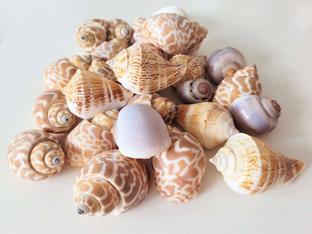 Tiger Shells, Sold in Batches of 6, - Etsy