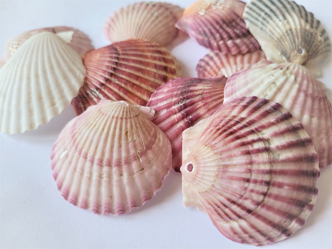 Small Scallop Shells, St Jacques, Set of 5 Pierced or Unpierced Shells ...