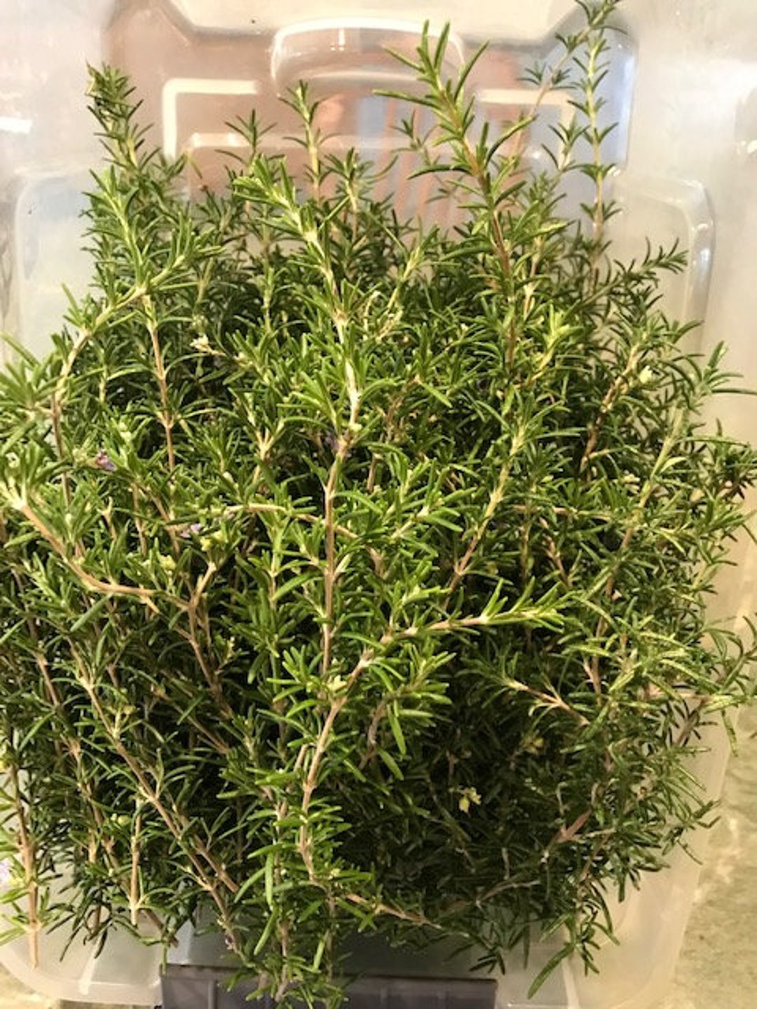 Fresh Organic Rosemary Sprigs Wildcrafted Herbs, Sustainably Harvested ...