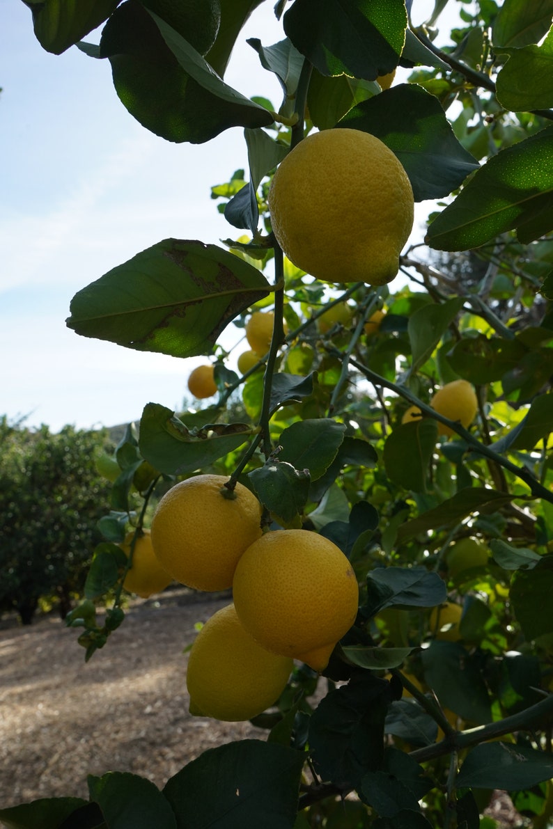 Bulk Organic Lemons - Fresh From California Farm (~70 Lemons) - "lisbon ...