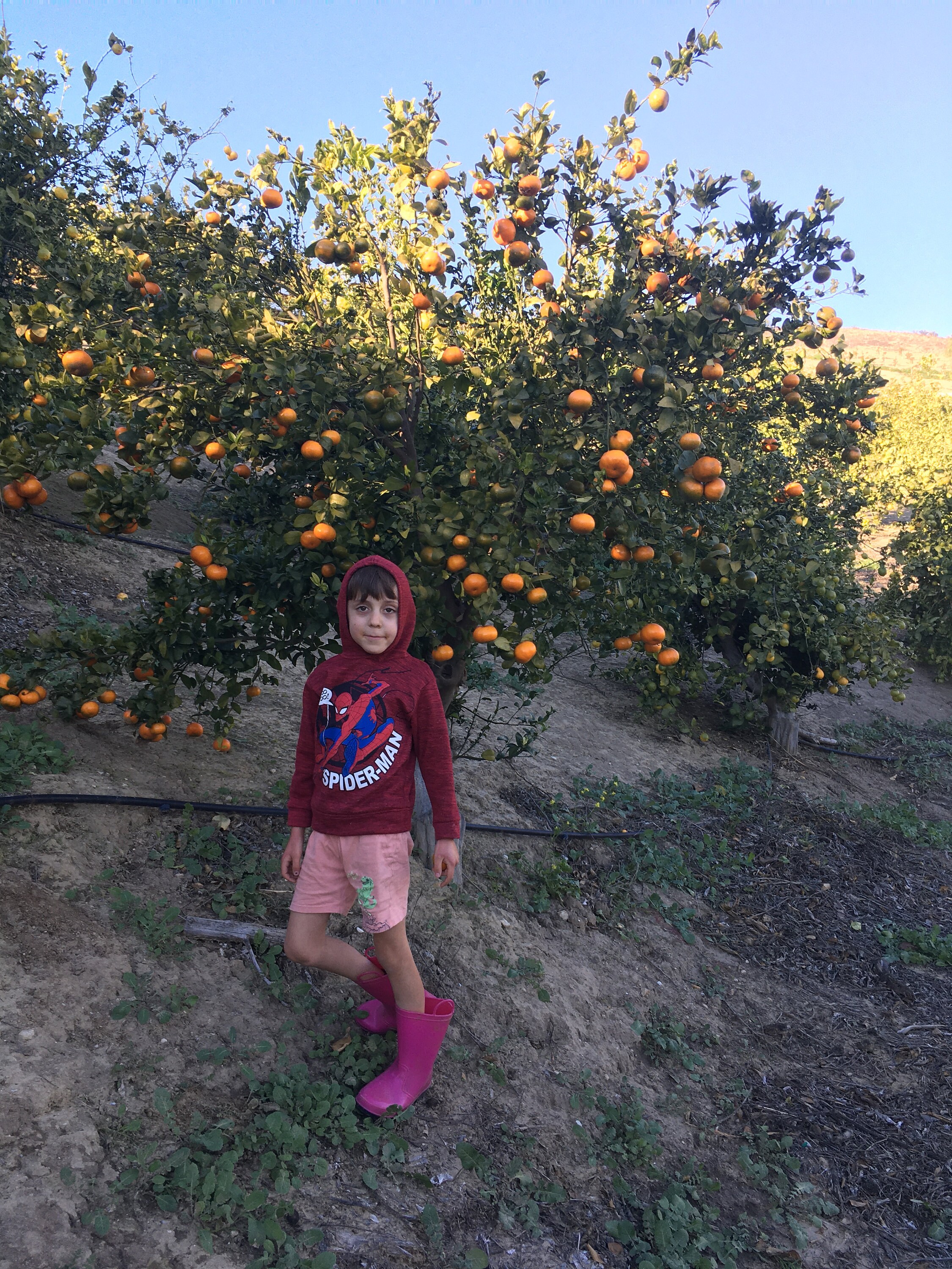 Organic Tangerine Tree Cuttings From California 7-10 Long 3 Cuttings - Etsy