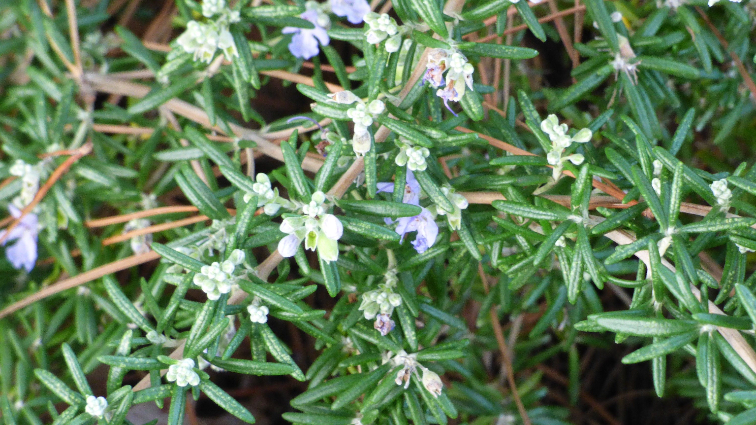 Fresh Organic Rosemary Sprigs - Wildcrafted Herbs, Sustainably ...