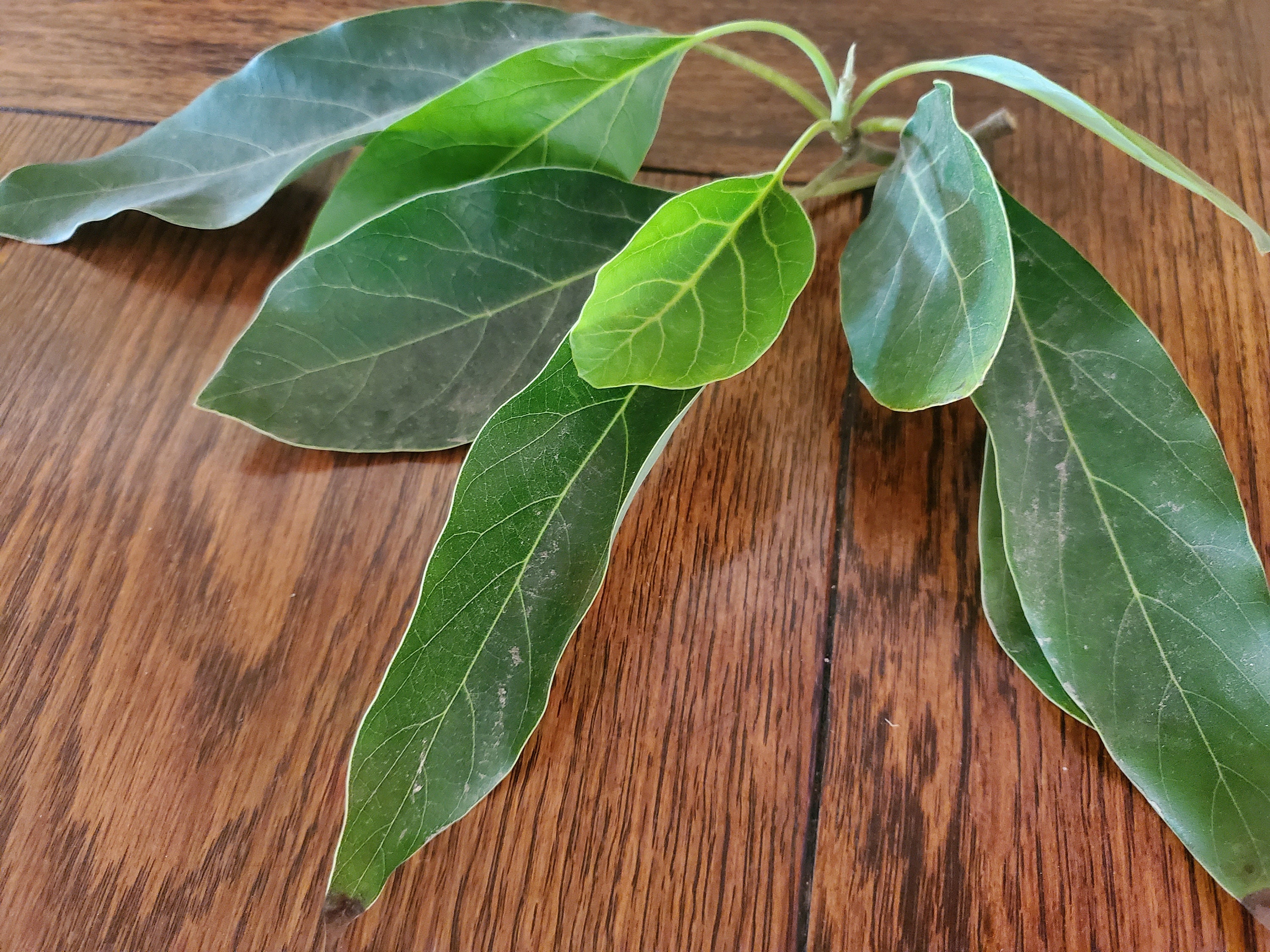 Organic Avocado Leaves for Tea Fresh From the Trees in California ...
