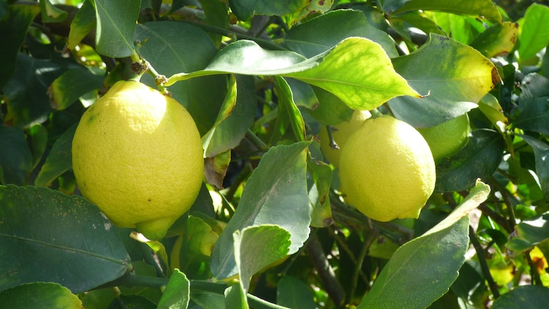Bulk Organic Lemons - Fresh From California Farm (~70 Lemons) - "lisbon ...