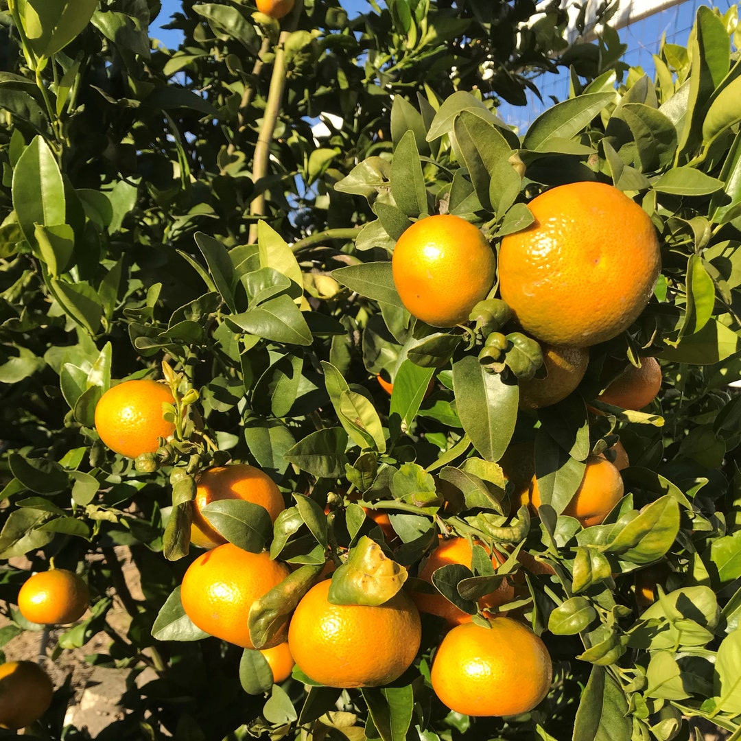 Organic Tangerine Tree Cuttings From California 7-10 Long 3 Cuttings - Etsy