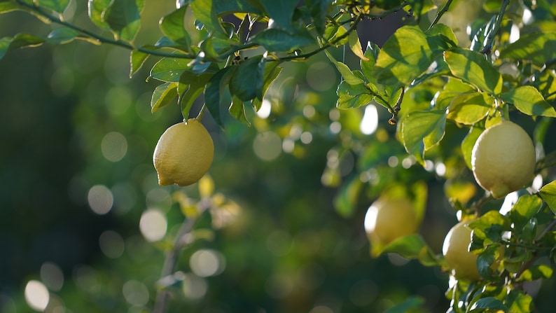 Bulk Organic Lemons - Fresh From California Farm (~70 Lemons) - "lisbon ...