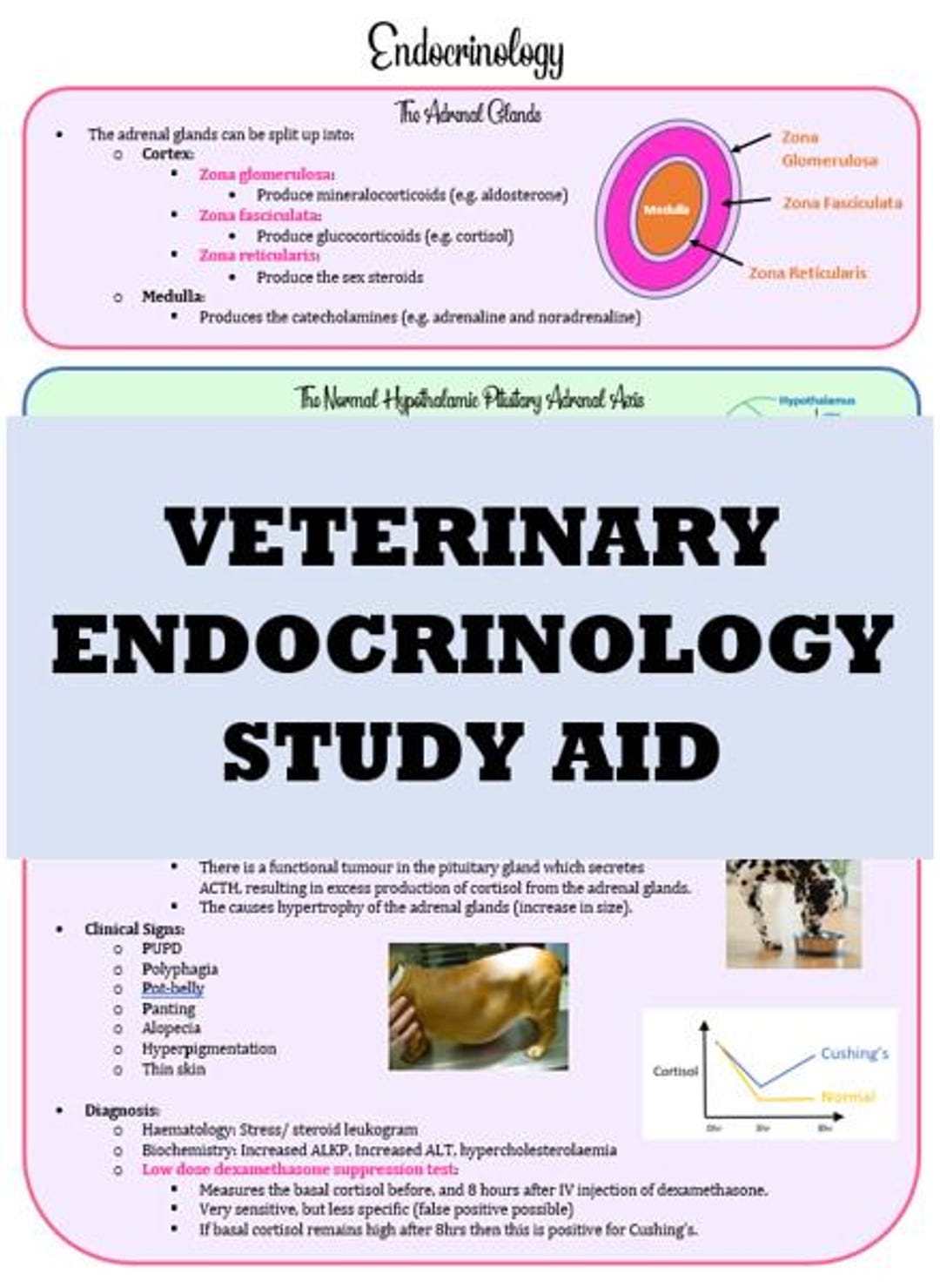 Veterinary Endocrinology Study Aid - Etsy