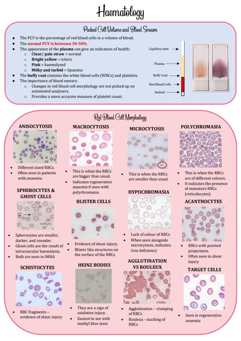 Veterinary Haematology Study Notes - Etsy