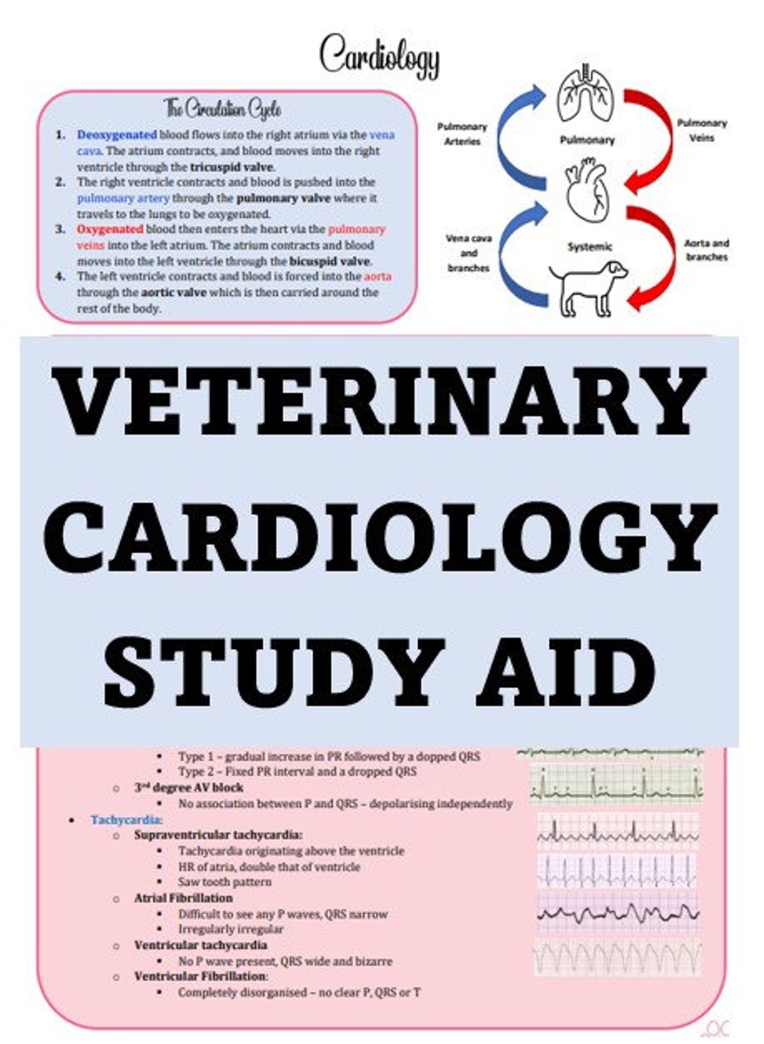 Veterinary Cardiology Study Aid - Etsy