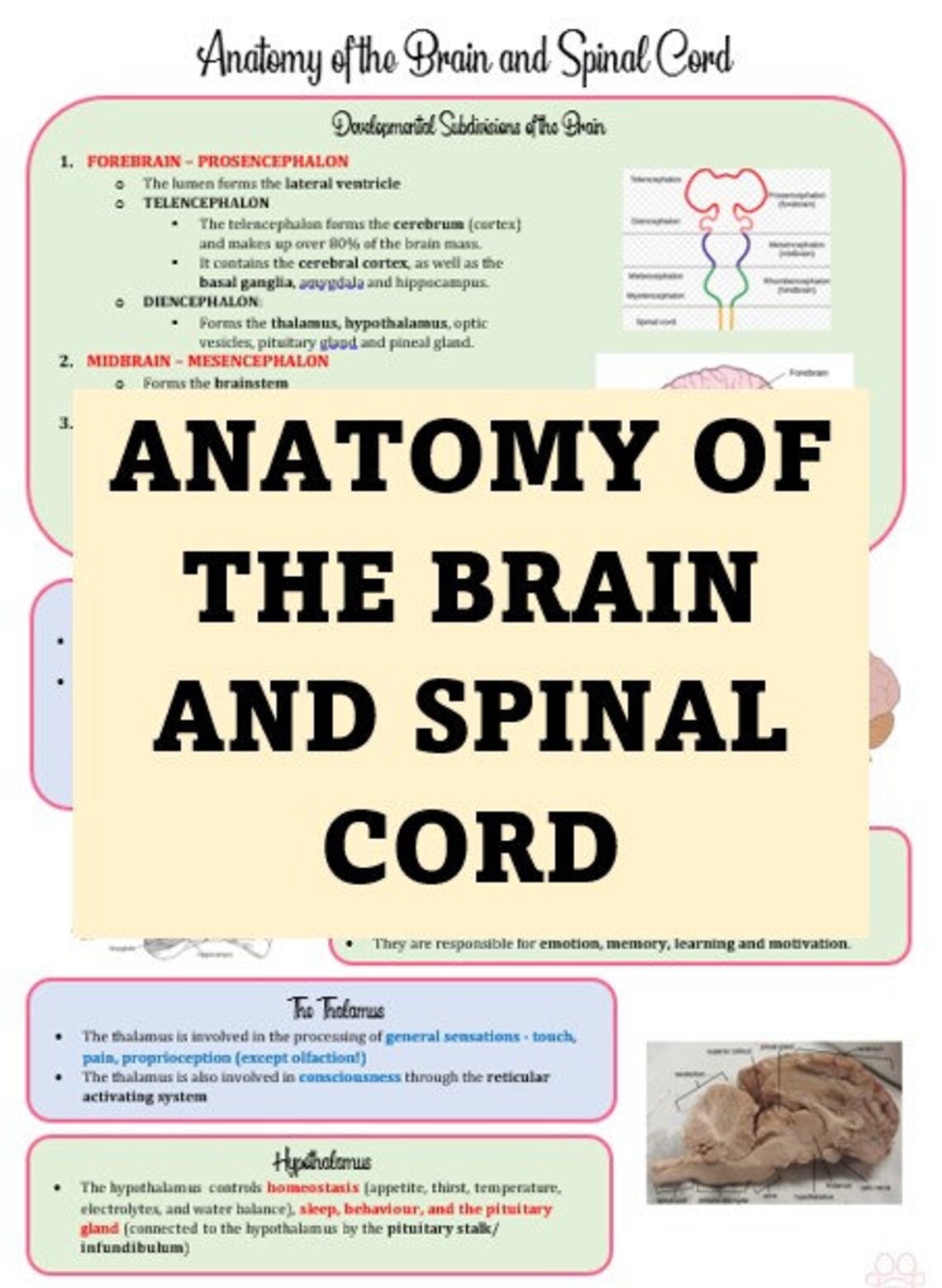 Anatomy of the Brain and Spinal Cord - Veterinary Study Aid - Etsy