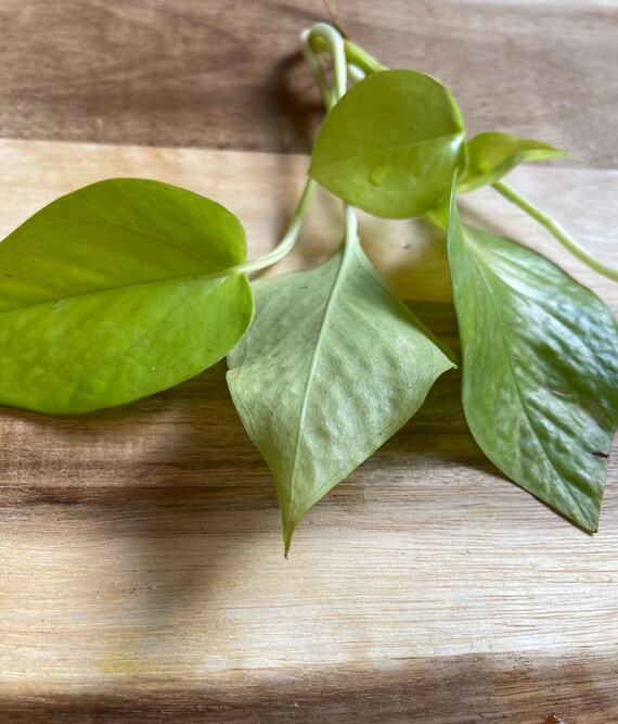 Home Décor Home & Living Indoor Planters Neon Pothos Cutting Single ...