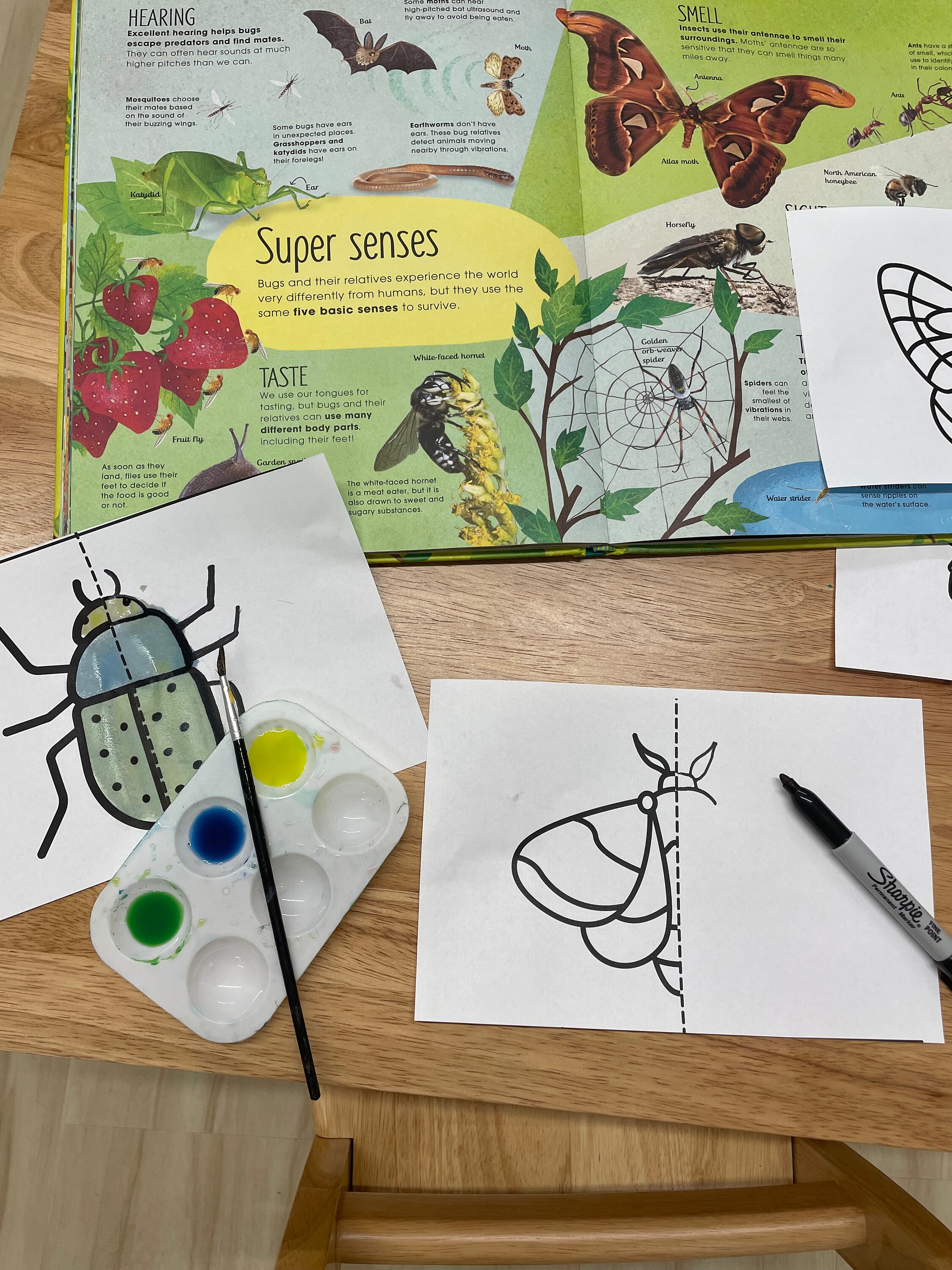 Insect Symmetry - Etsy