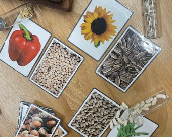 Seed and Plant Matching Cards Montessori Botany Printable - Etsy