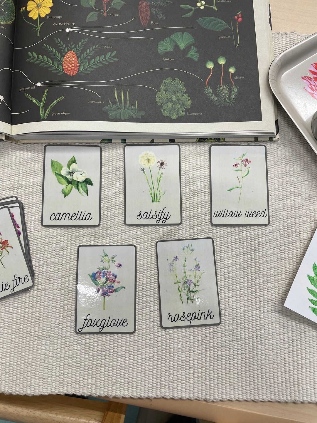 Wildflower Nomenclature Cards - Etsy