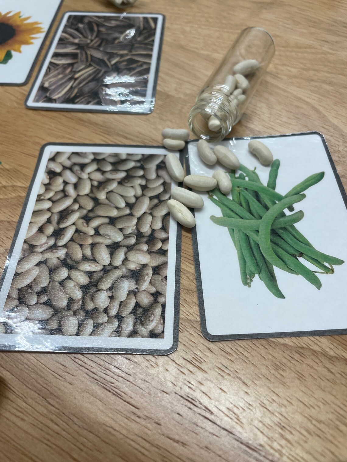 Seed & Plant Matching Cards - Etsy