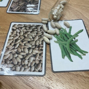Seed & Plant Matching Cards - Etsy