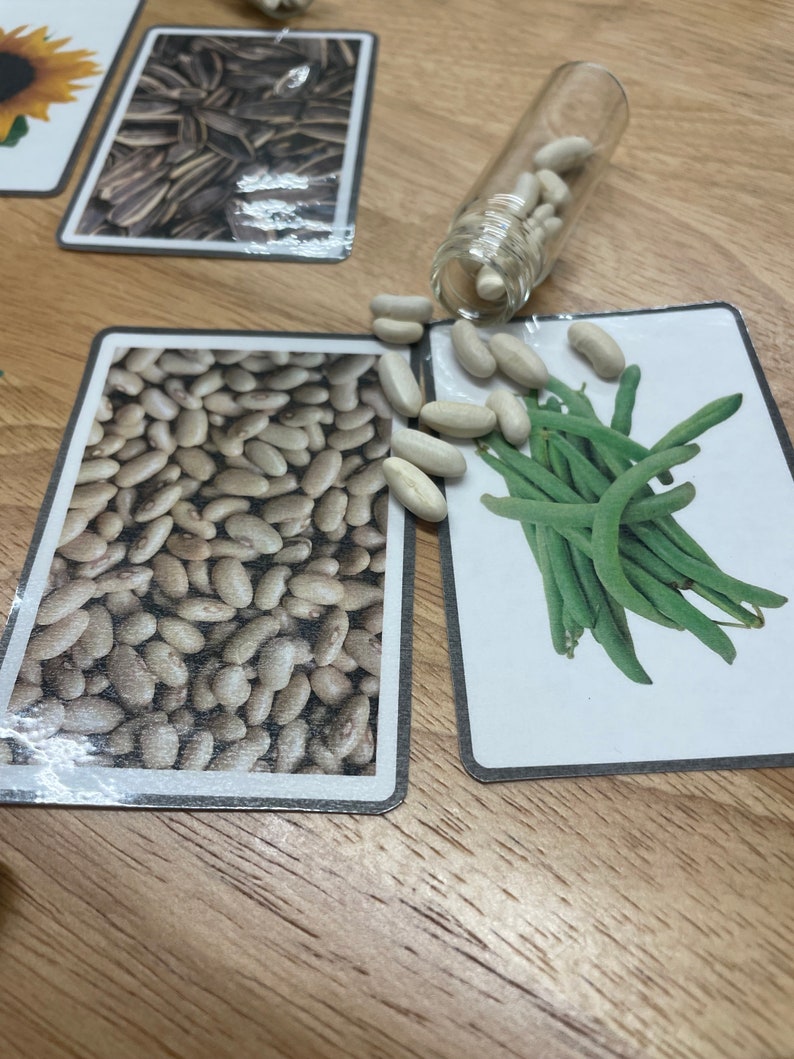 Seed & Plant Matching Cards - Etsy