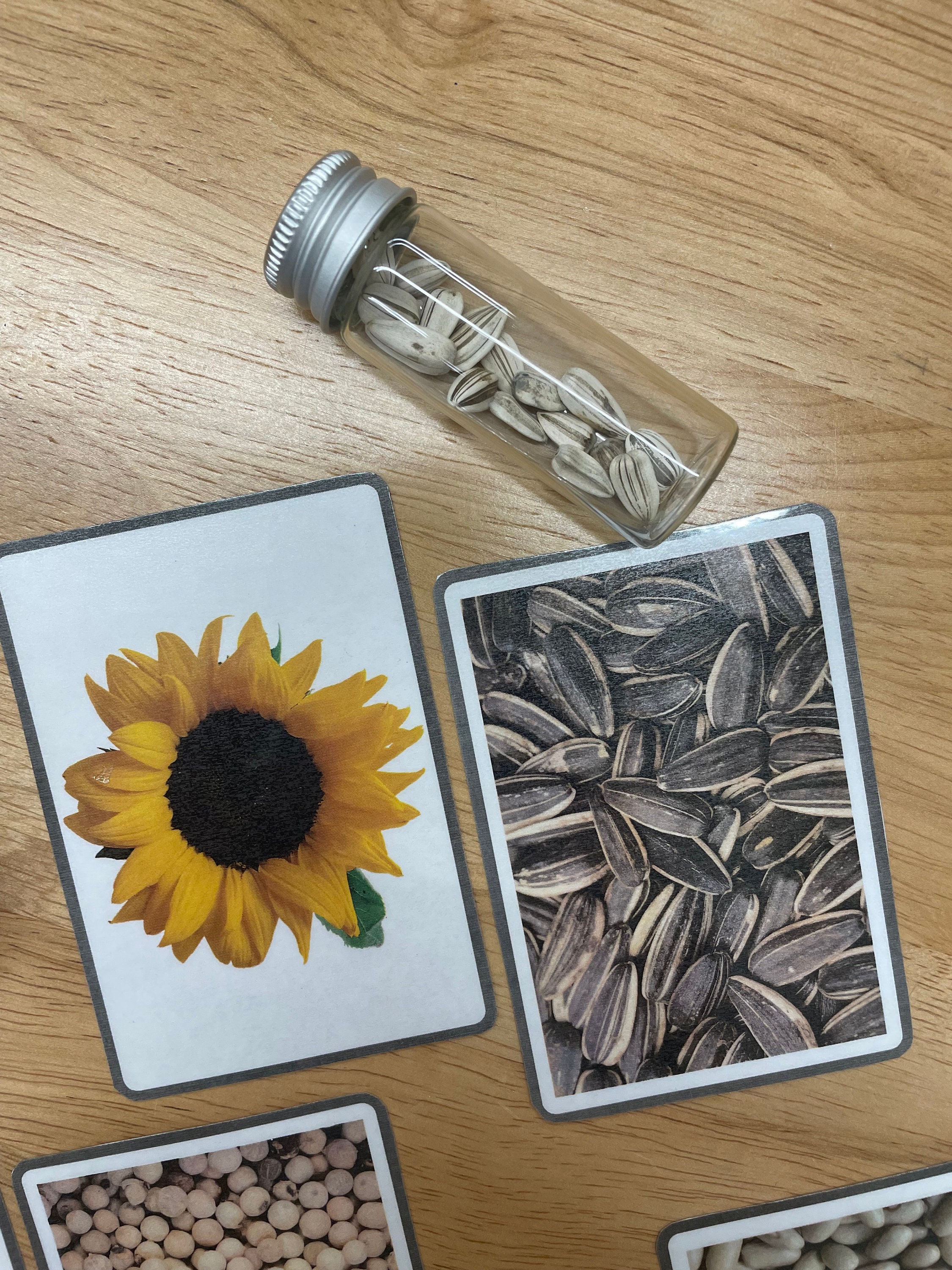 Seed & Plant Matching Cards - Etsy