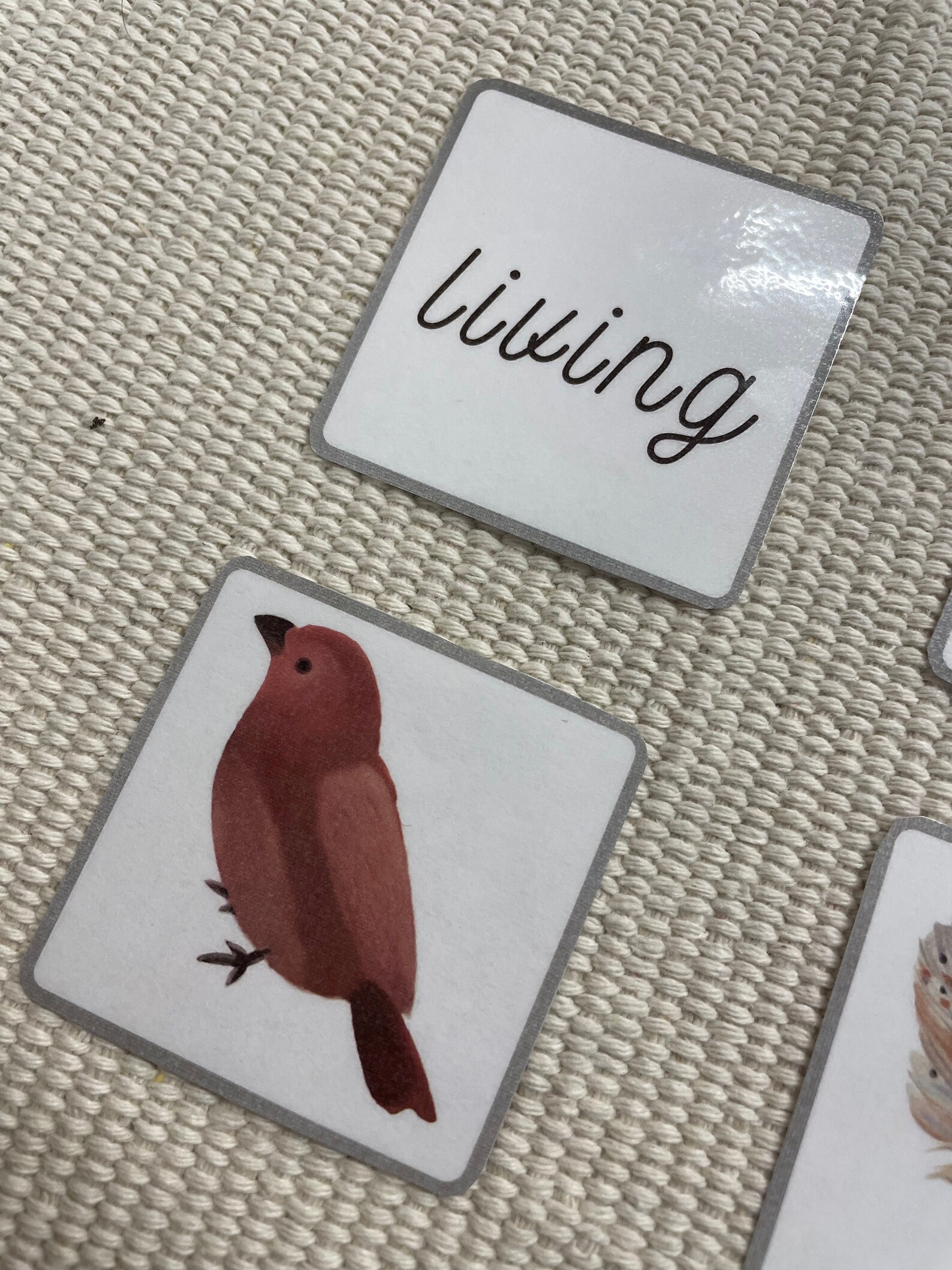 Living Vs. Non-living Sorting Cards Printable - Etsy Canada