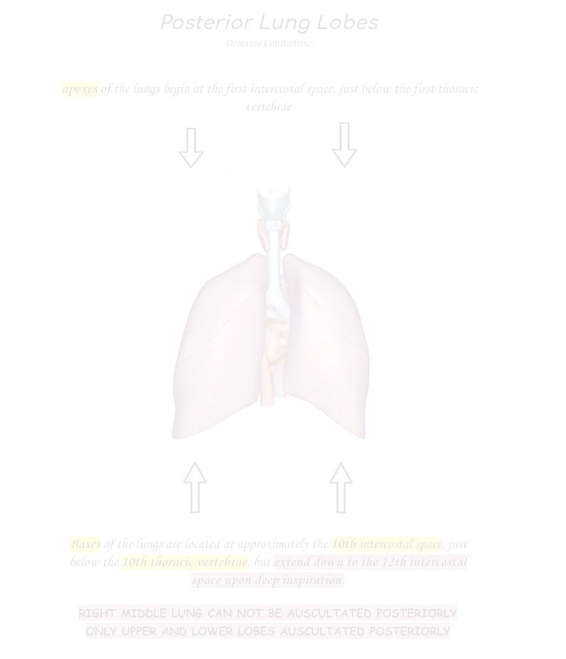 Posterior Lung Lobes - Etsy