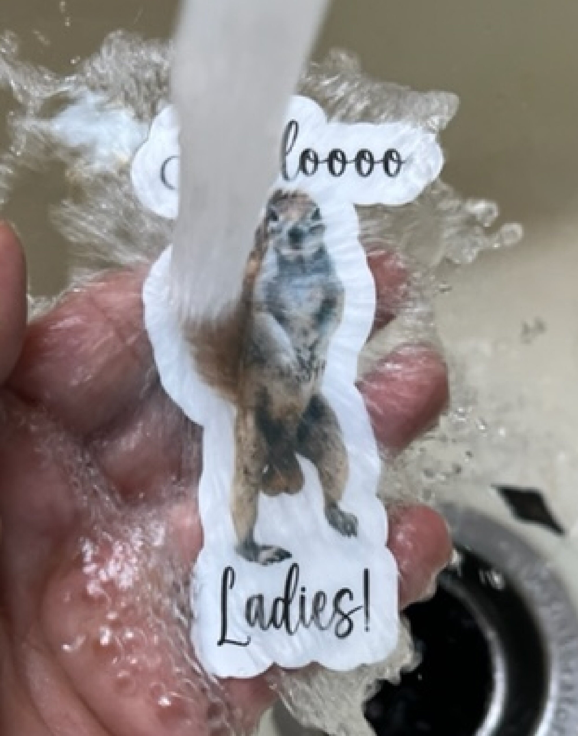 Hello Ladies Squirrel